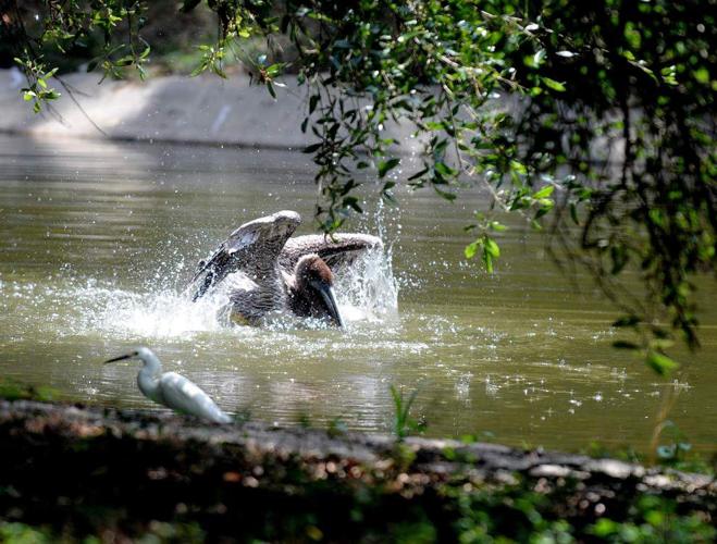 Changes anticipated for Baton Rouge Zoo, even if officials don’t try to ...