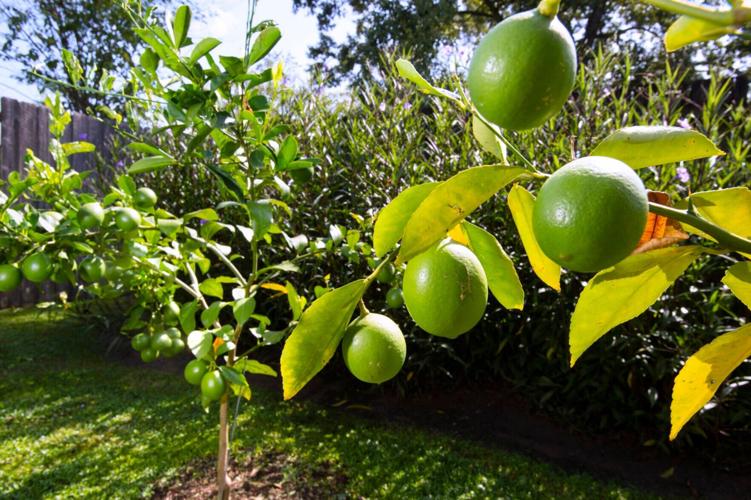 Dan Gill's post-freeze TLC ideas for your landscape | Entertainment ...