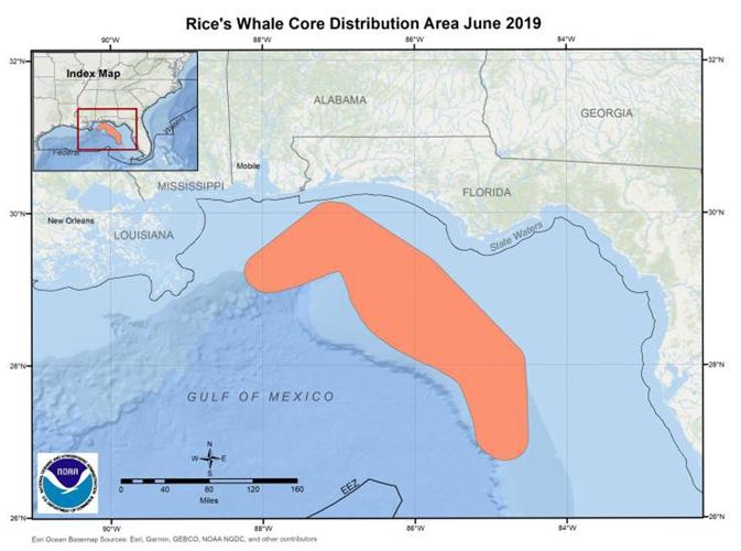 Feds get more time for Gulf endangered species rule rewrite ...