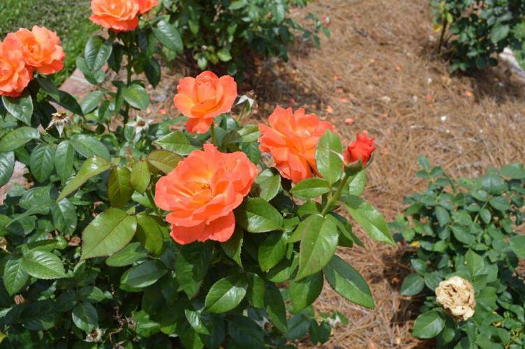 Testing roses to find the one best suited for Louisiana | News ...