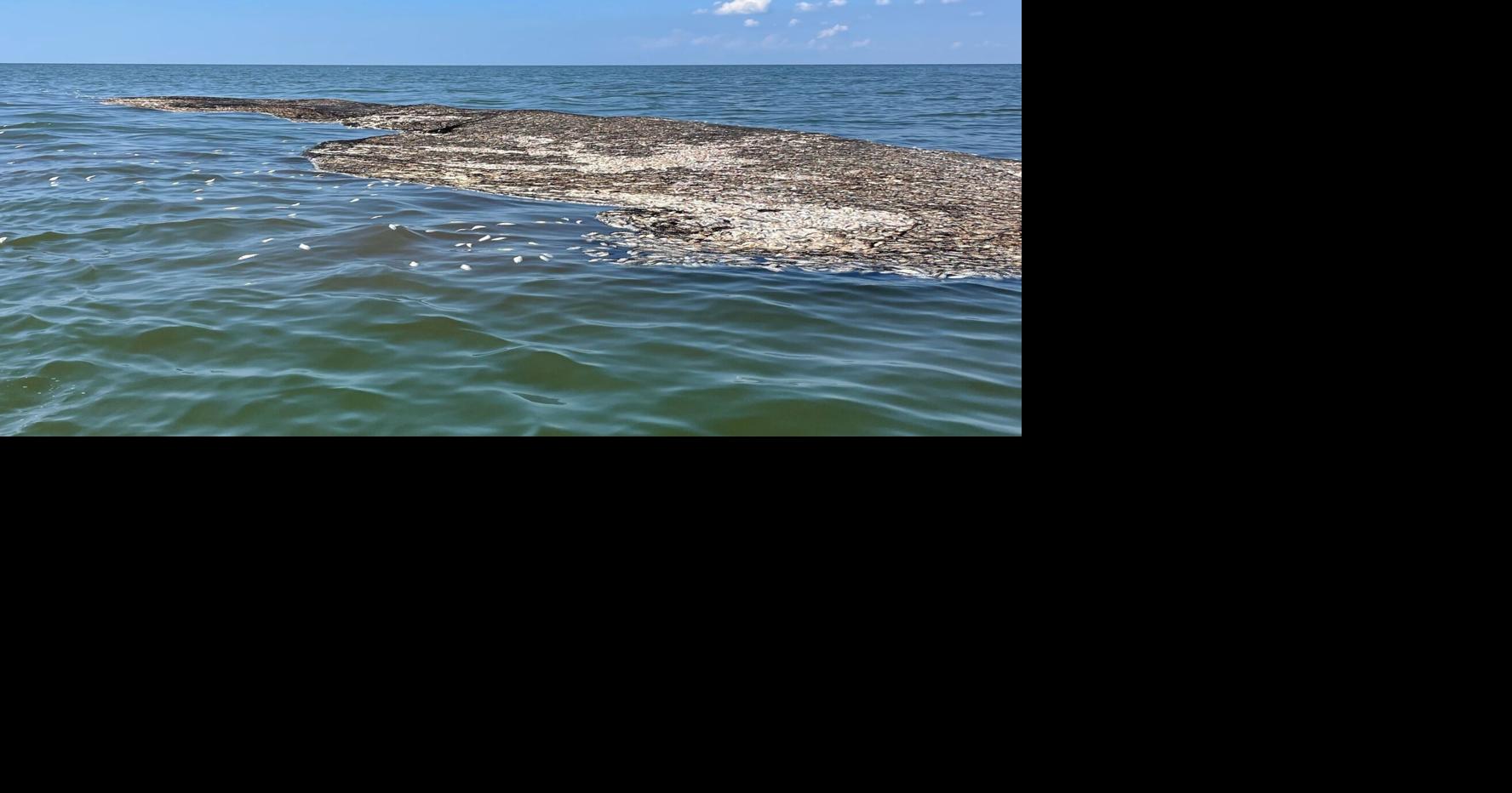 Pogy boats face backlash as reports show massive fish spills ...