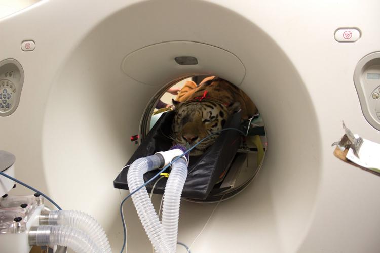 LSU identifies new tiger that could become Mike VII | LSU | theadvocate.com