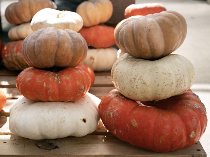 Loads of pumpkin varieties in Baton Rouge | Entertainment/Life ...