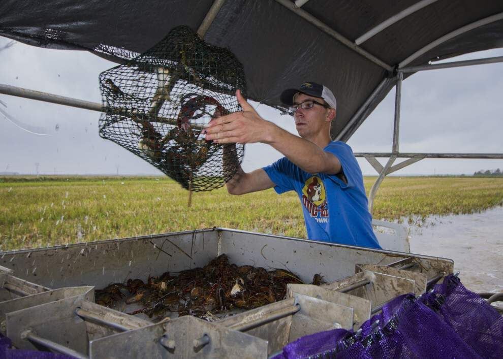 Is crawfish good for you? What the experts say | Louisiana Health ...