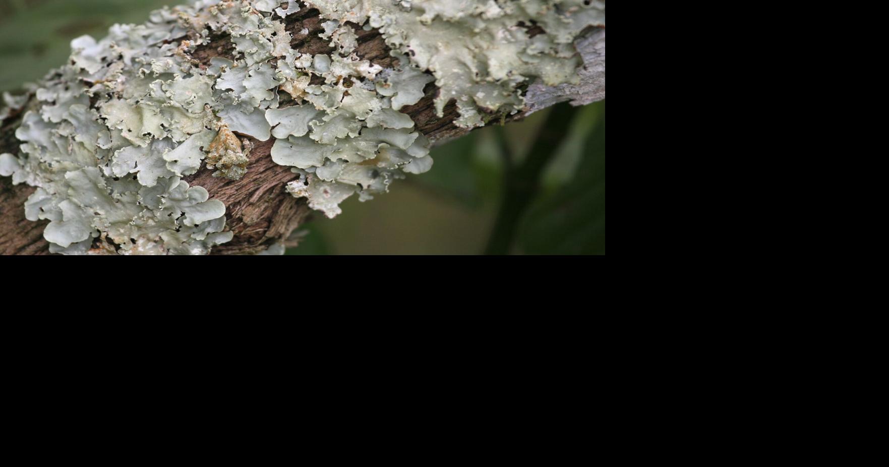 Lichen isn't harmful to trees and more advice from Dan Gill ...