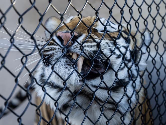 What it takes to care for LSU’s live tiger mascot Mike VII | Education ...
