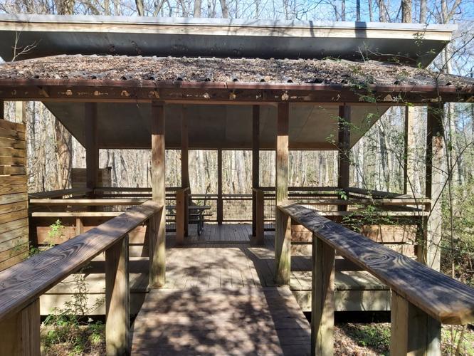 Bluebonnet Swamp: a perfect short hike | Entertainment/Life ...
