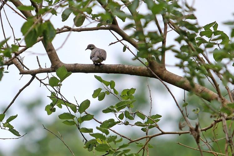 Evergreen or deciduous? The line blurs in the South | Entertainment ...