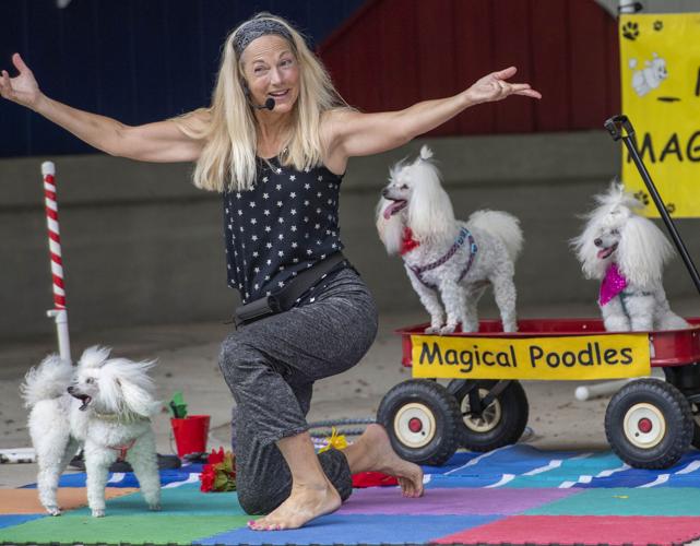 Poodles leap, run, show off fancy moves for performances at libraries ...