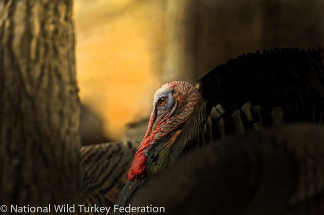 10 fascinating wild turkey facts | Louisiana Outdoors | theadvocate.com
