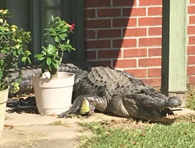Welcome home: Large alligator spotted hanging out on Louisiana home's ...