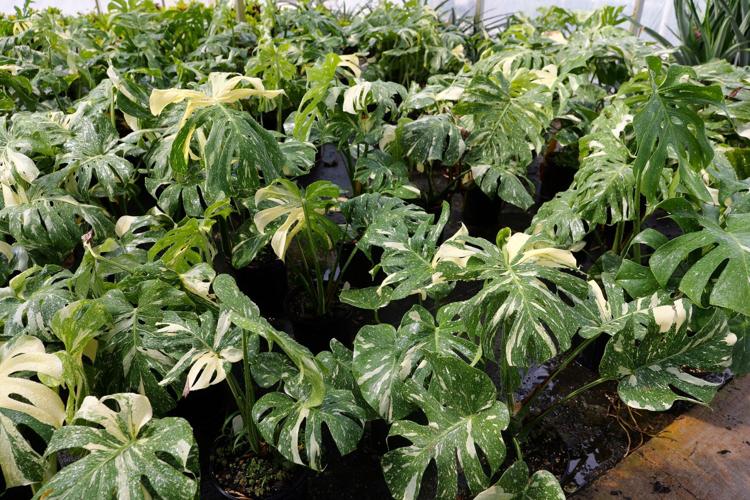 Thai Constellation monster: A star of an indoor plant | Home/Garden ...