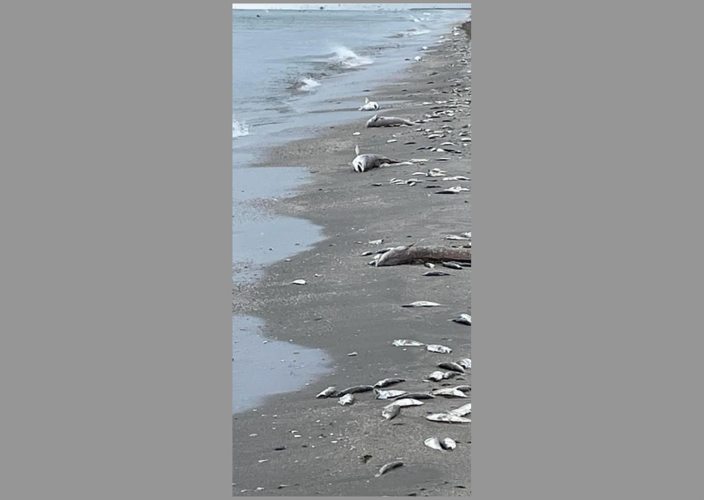 Pogy boats dumped 850,000 fish off Louisiana coast | Environment ...