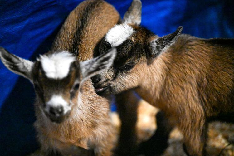 2,000 youth livestock exhibitors to show their animals at the LSU ...