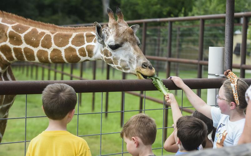 Photos: World Giraffe Day | Photos | theadvocate.com