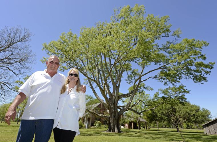 Al Ewing grew his Pointe Coupee sugarberry tree to championship status ...