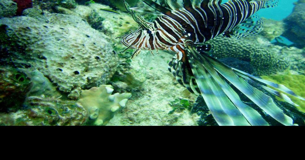 Florida puts bounty on invasive lionfish | Louisiana Outdoors ...