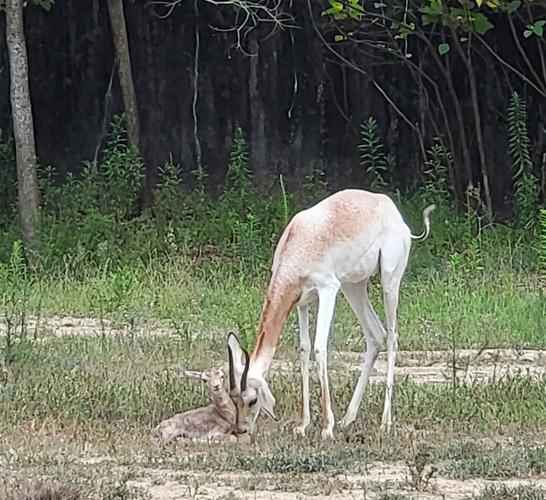 BREC’s Baton Rouge Zoo celebrates first dama gazelle birth | Baker ...
