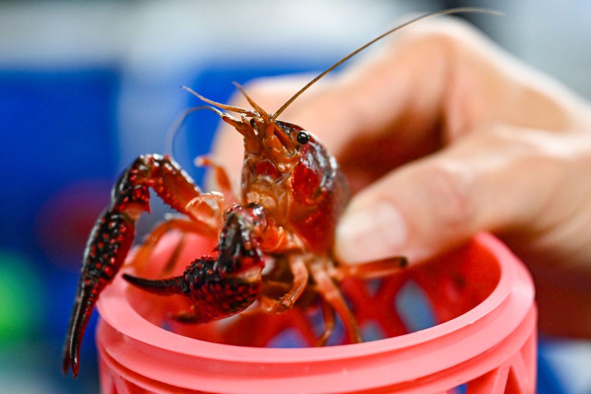 BR.aquaticgenes.adv.02.JPG | | theadvocate.com