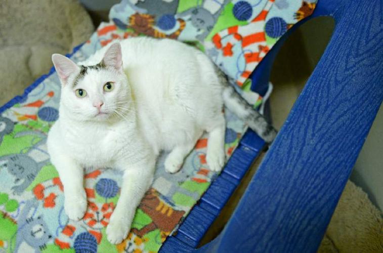 Cat rescue groups merge | News | theadvocate.com