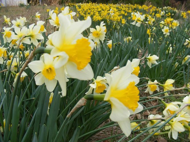 LSU Garden News: Time to buy bulbs if you want daffodils, tulips and ...