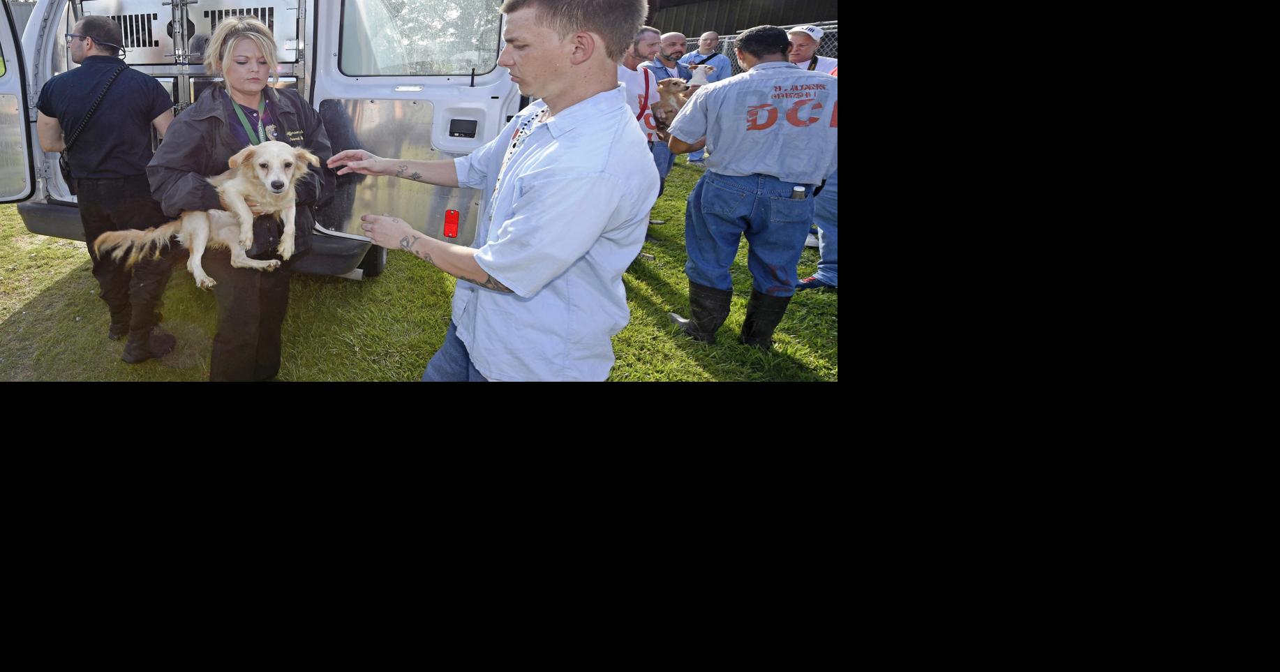 Photos: Rescued Terrytown Dogs are Brought to Dixon Correctional ...