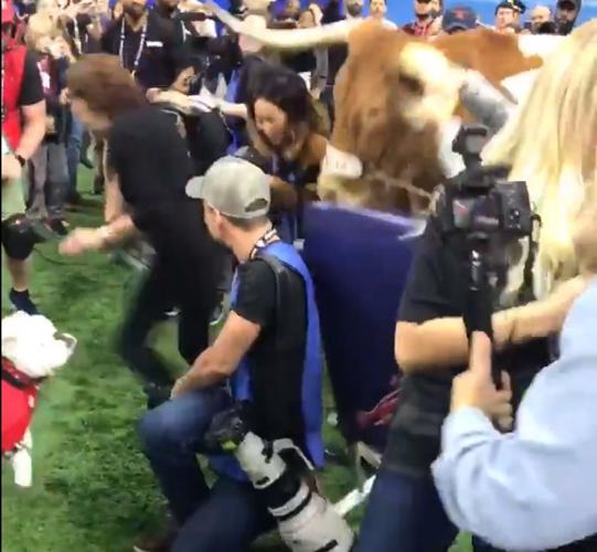 Texas mascot Bevo just 'going to say hi' when he charged Georgia's Uga ...