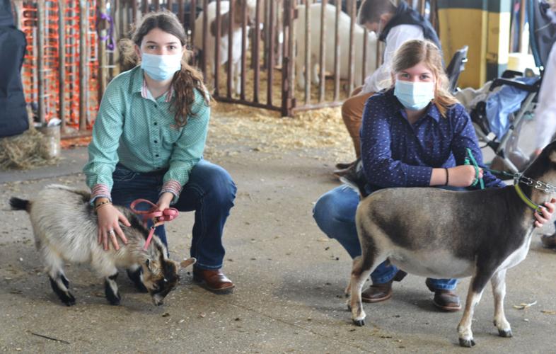 Family traditions remain despite livestock show in pandemic | Baker ...