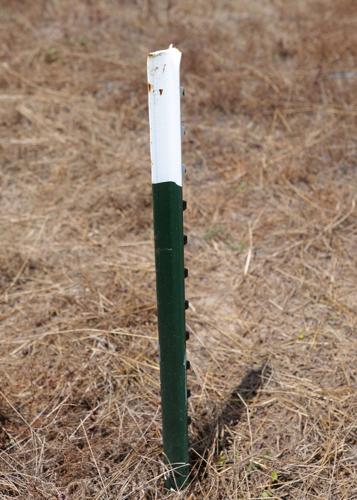 Here’s the right way to stake a new tree for support | Home/Garden ...