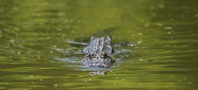 Six-year-old boy bitten by alligator on Lake Maurepas is doing well ...