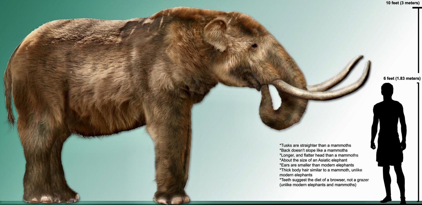 An Ice Age mastodon is discovered in West Feliciana Parish ...
