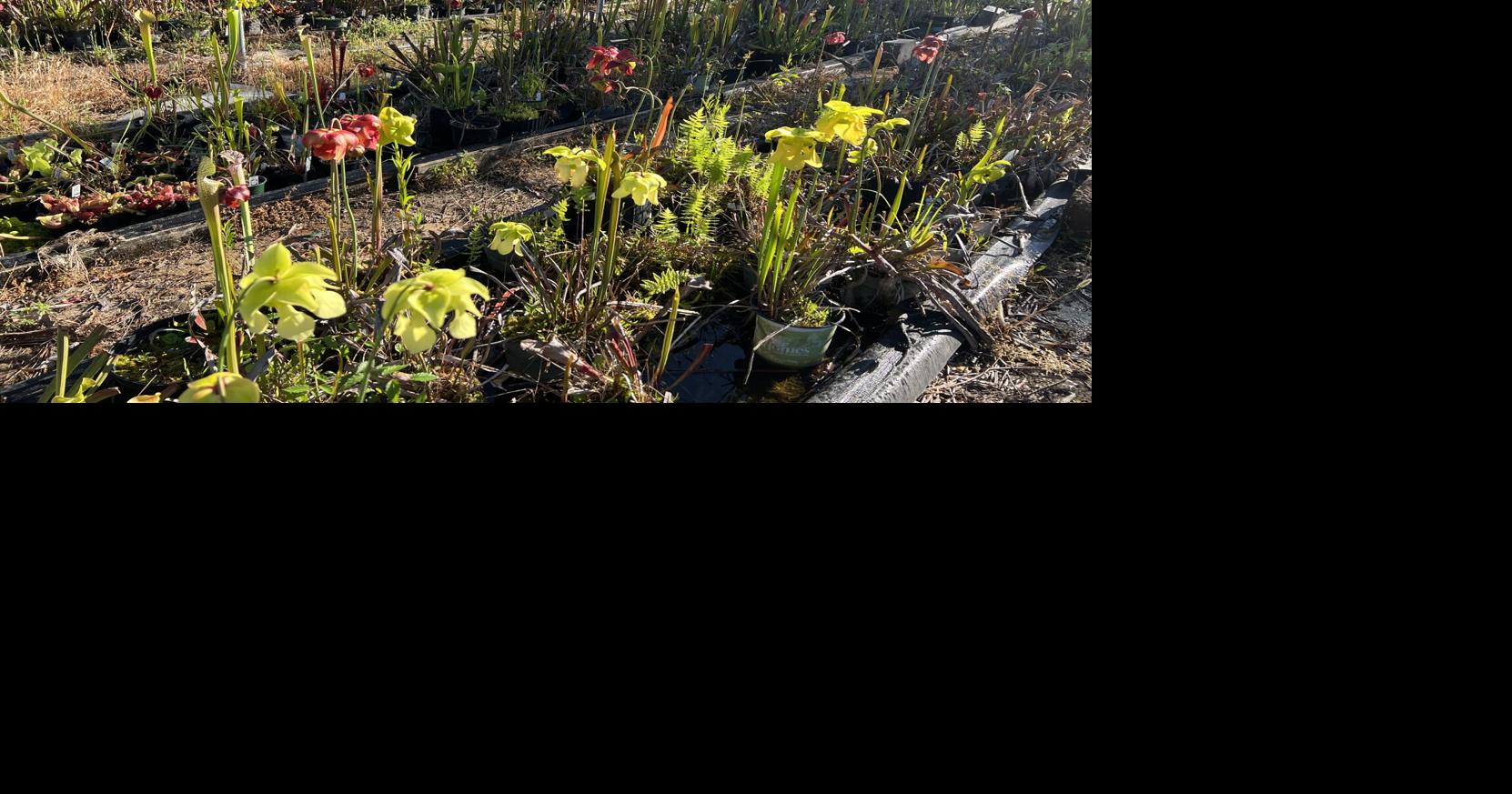 Baton Rouge plant sale and garden expo April 13 | Entertainment/Life ...