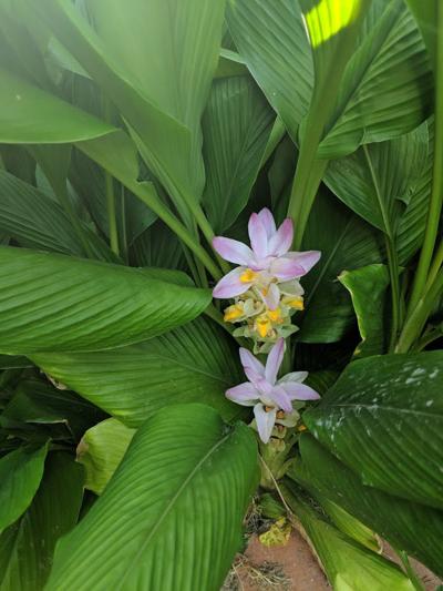 Citizen scientists, exotic gingers will be the talk of March 28 ...