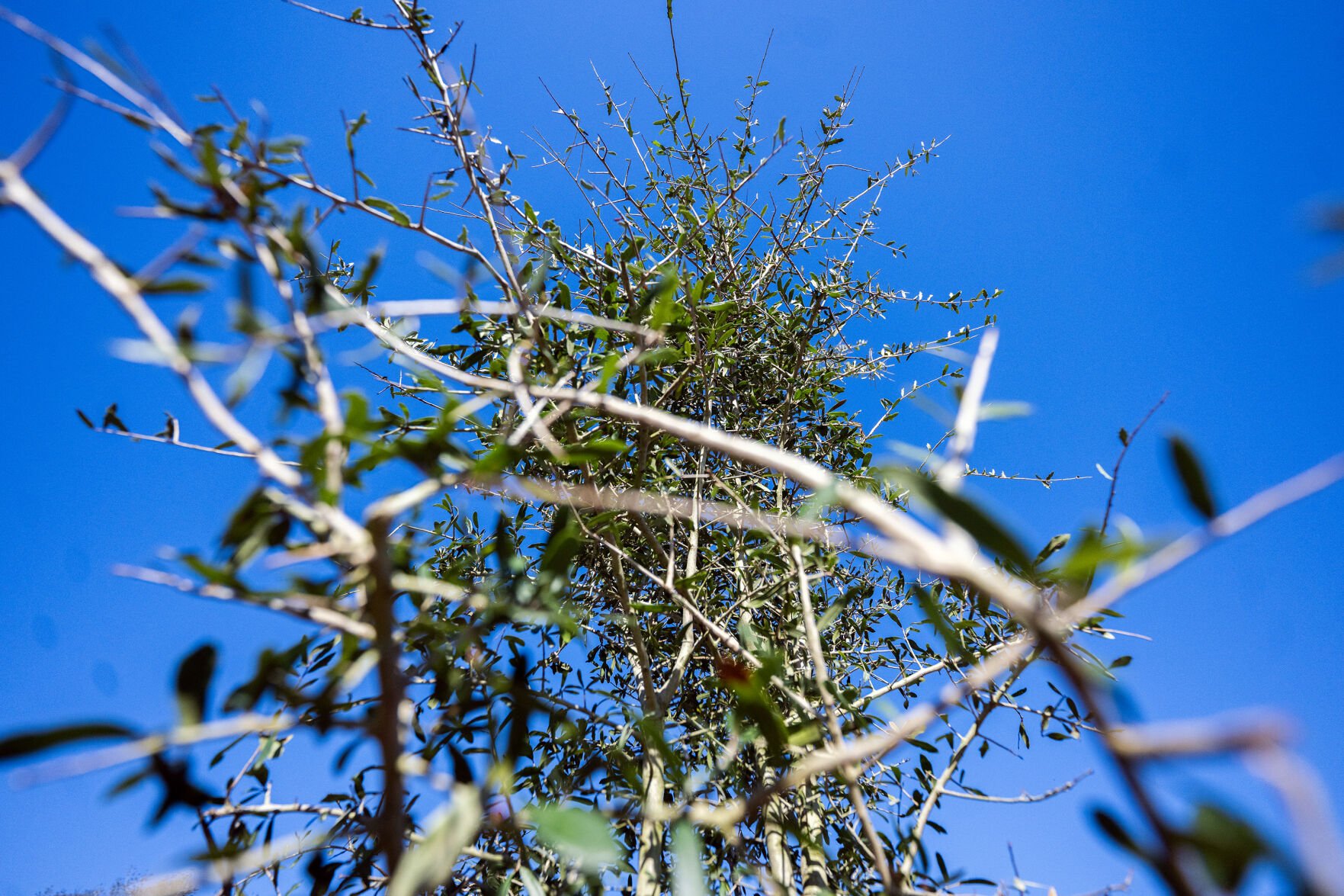 ACA.arbordaytree.adv.002.jpg | | theadvocate.com