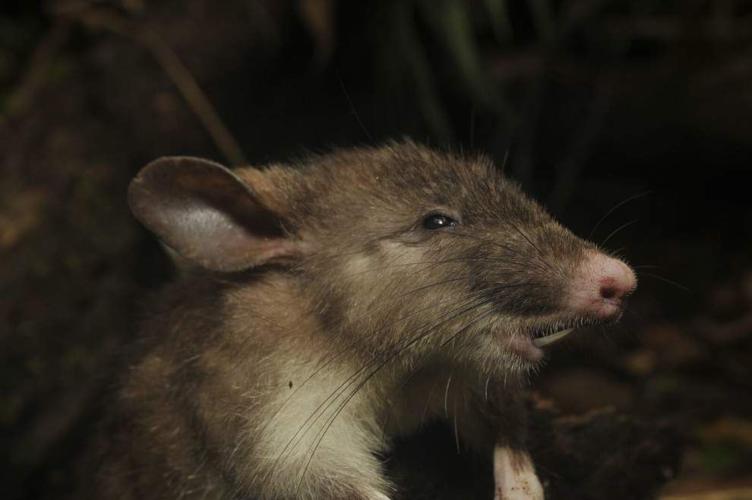 LSU researcher, other scientists discover ‘Hog-nosed shrew rat’ on ...