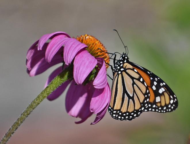 LSU Garden News: Native plants can help save those all-important birds ...