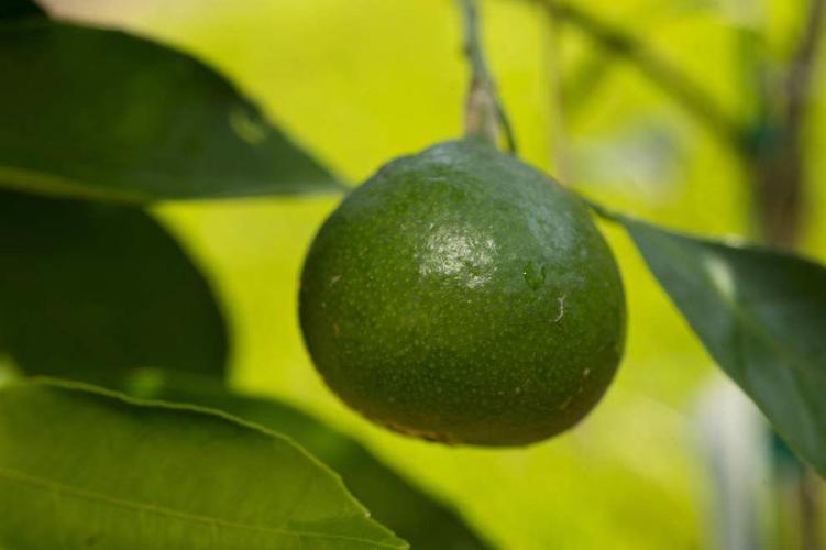 Planting the seeds of health Optometrist donates trees to Baton Rouge ...