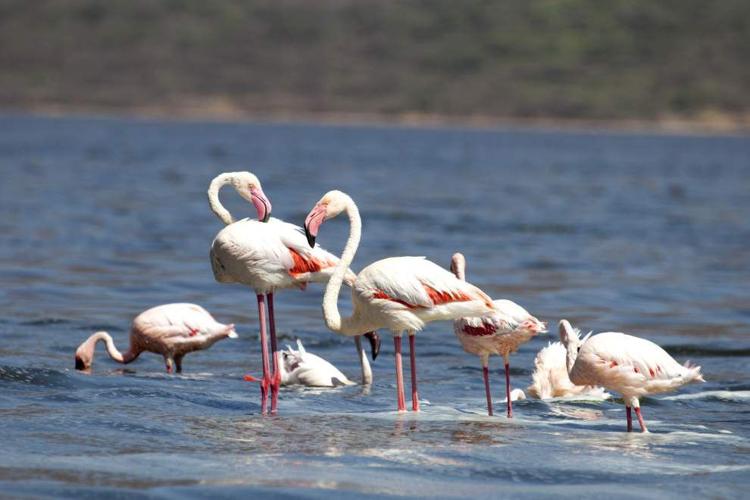 ‘Kenya 3D’ at IMAX is a spectacular look at animals in nature | Movies ...