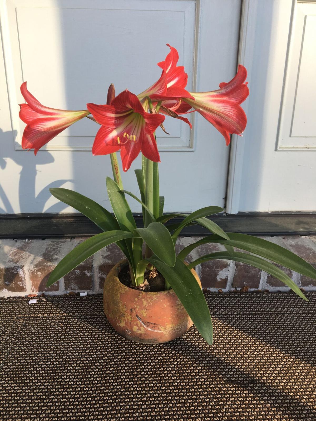 All about the easy-to-grow, indoor/outdoor amaryllis | Home/Garden ...