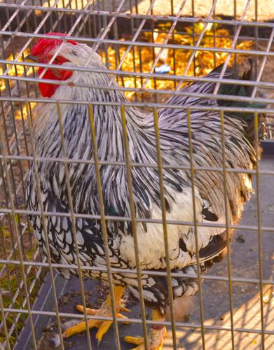 From plates to pets: Designer chickens transcend previous roles ...