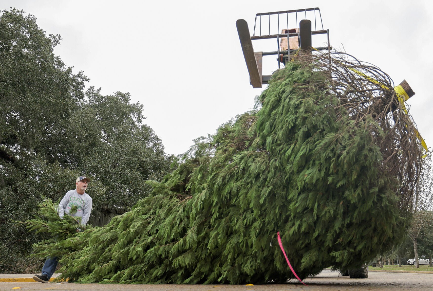 Lake Charles to host Christmas tree recycling event | Lake Charles News ...