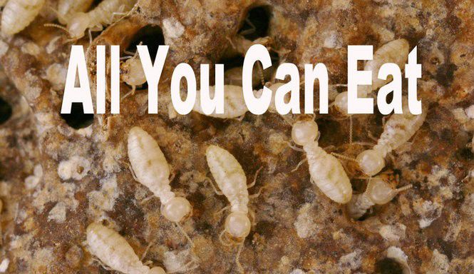 Newcomers' guide to the 5 New Orleans bugs that bug us most | Louisiana ...