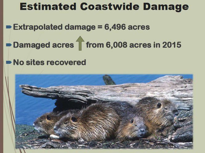 $5 nutria bounty = less wetland damage | Louisiana Outdoors ...