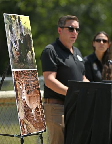 Is Louisiana law too hard on 'rescued' animals? | News | theadvocate.com