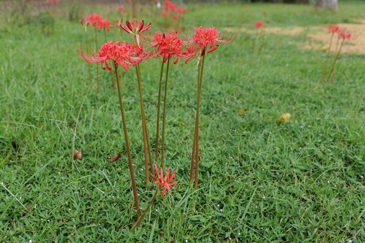Hurricane lilies are Southern heirlooms, poisonous, too | Home/Garden ...