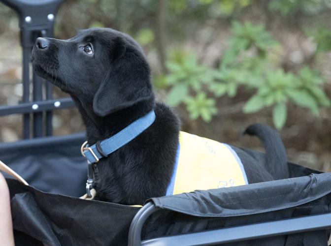 Students raise future service dogs through STEP at LSU | News ...