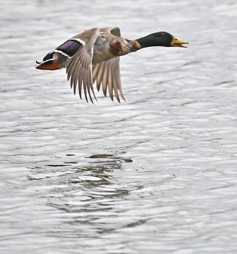 Low water plaguing Pontchartrain Basin; duck numbers up for season's ...