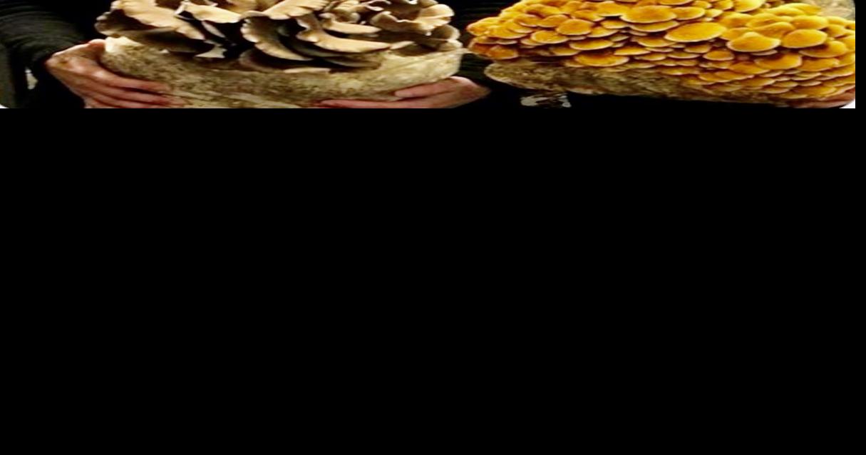 Maggie Long and Cyrus Lester weren't mushroom fans at first; now they ...