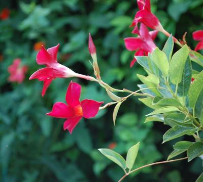 Mandevillas can't take the cold; don't mulch over seeds | Entertainment ...