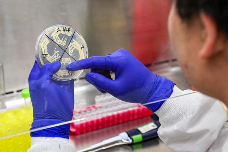 LSU researchers utilizing staph bacteria to fight cancer | Education ...